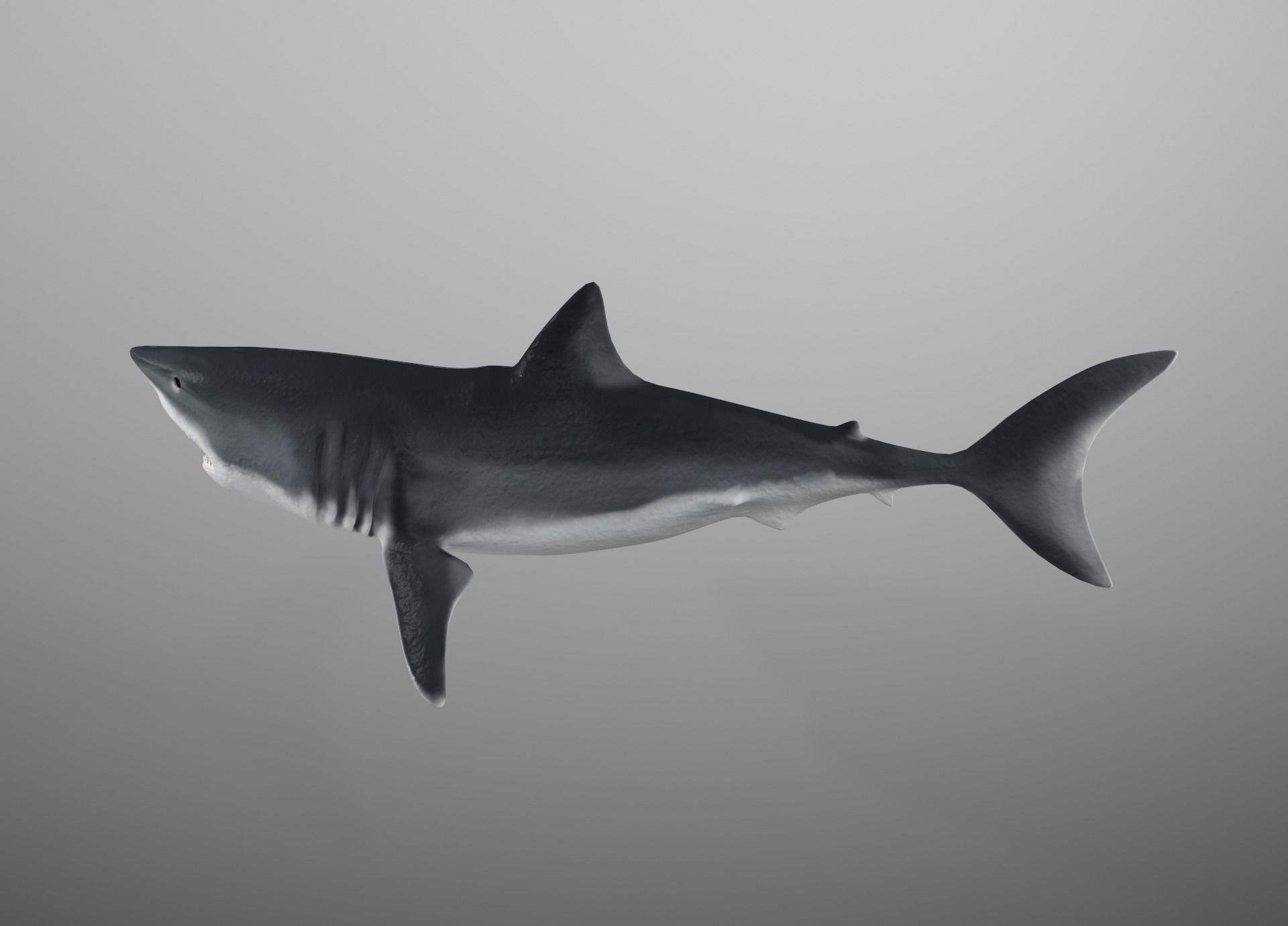 3D model Great White Shark VR / AR / low-poly rigged animated | CGTrader