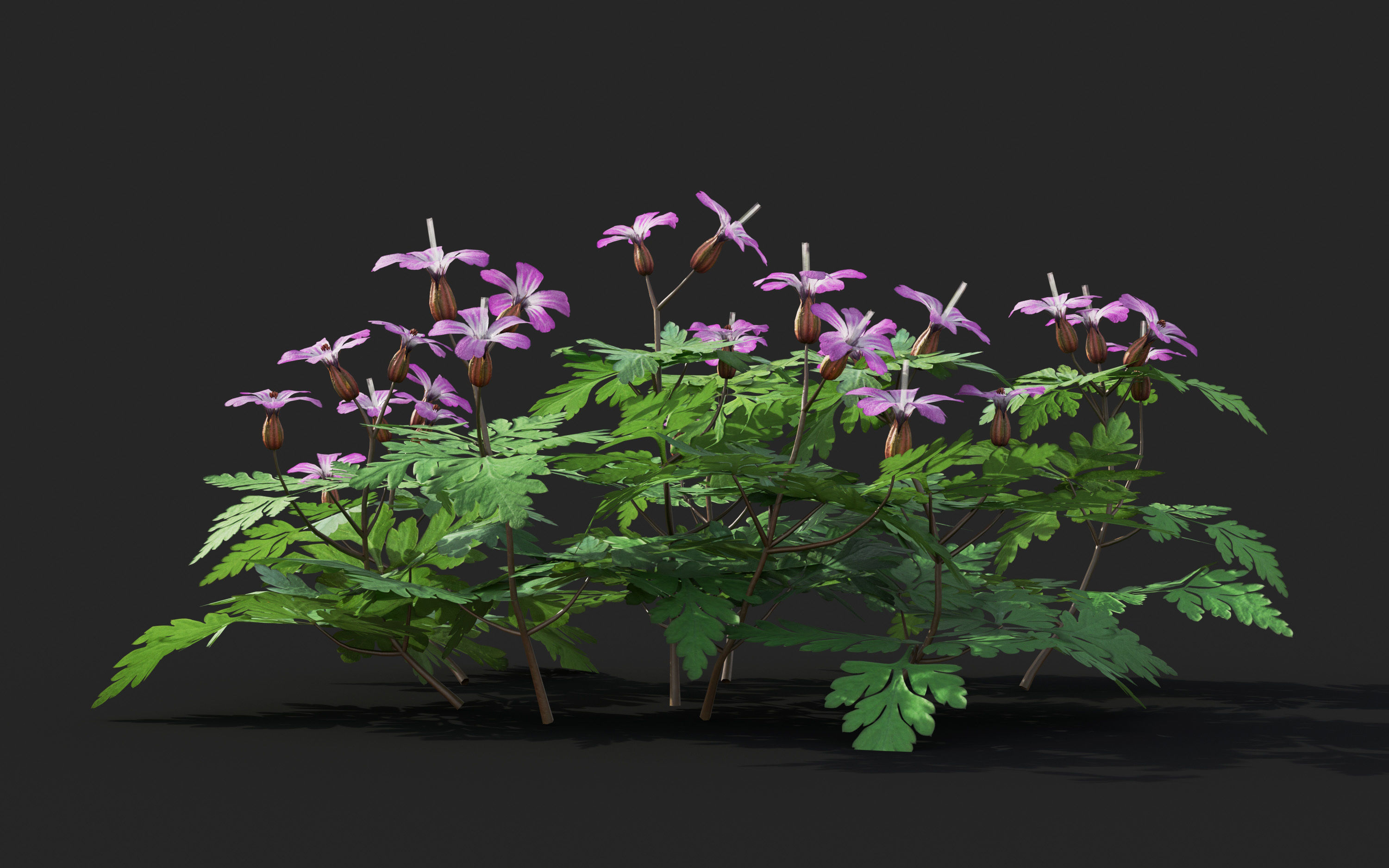 Ground cover plants Collection - Include GrowFX and Mesh file 3D model ...
