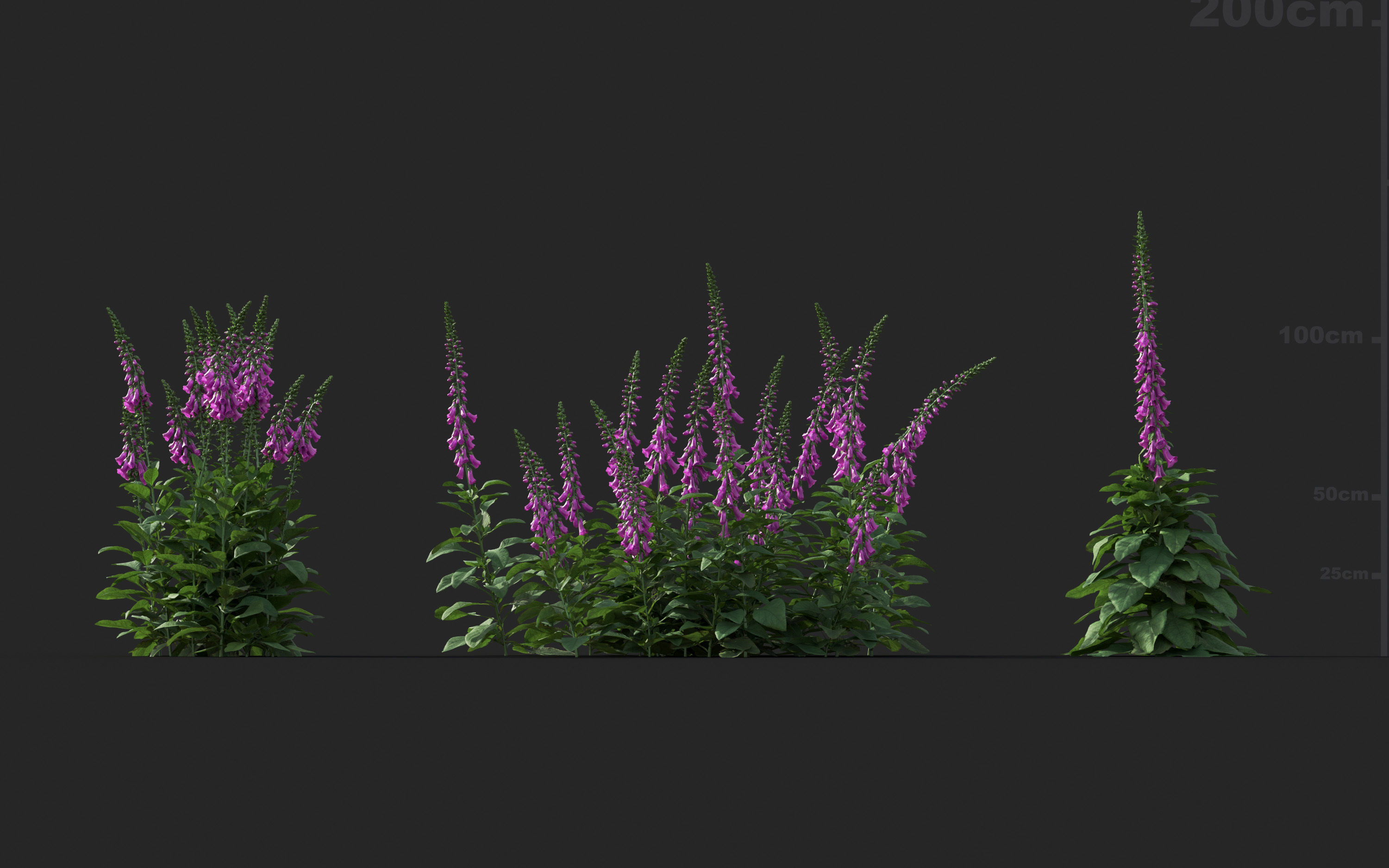 Ground cover plants Collection - Include GrowFX and Mesh file 3D model ...