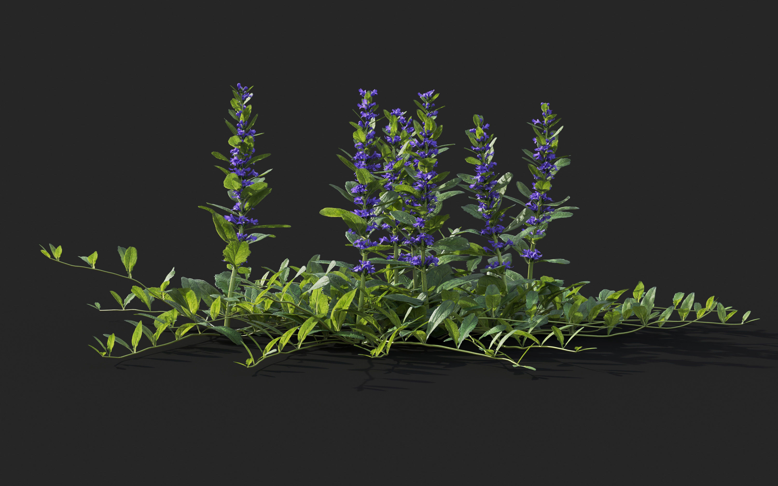 Ground cover plants Collection - Include GrowFX and Mesh file 3D model ...