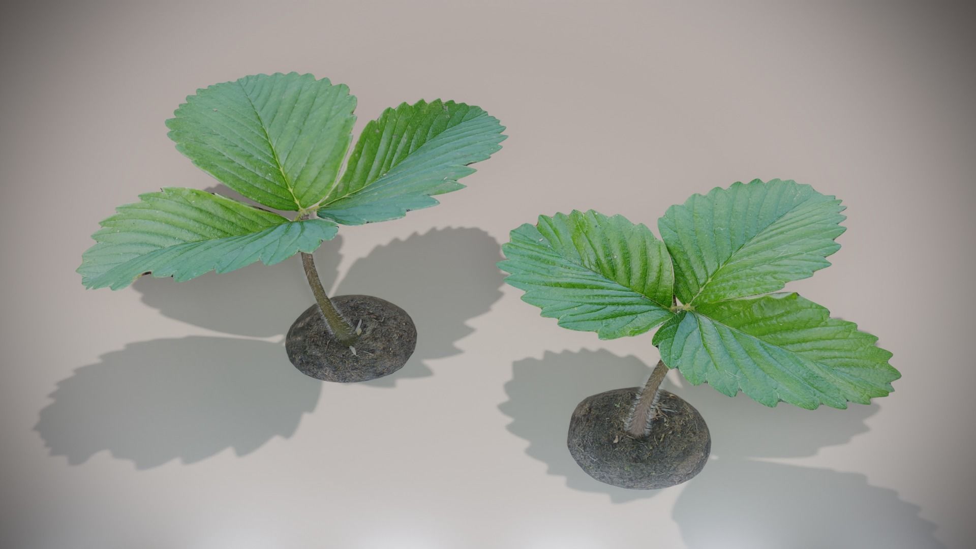 Strawberry plant 3D model | CGTrader