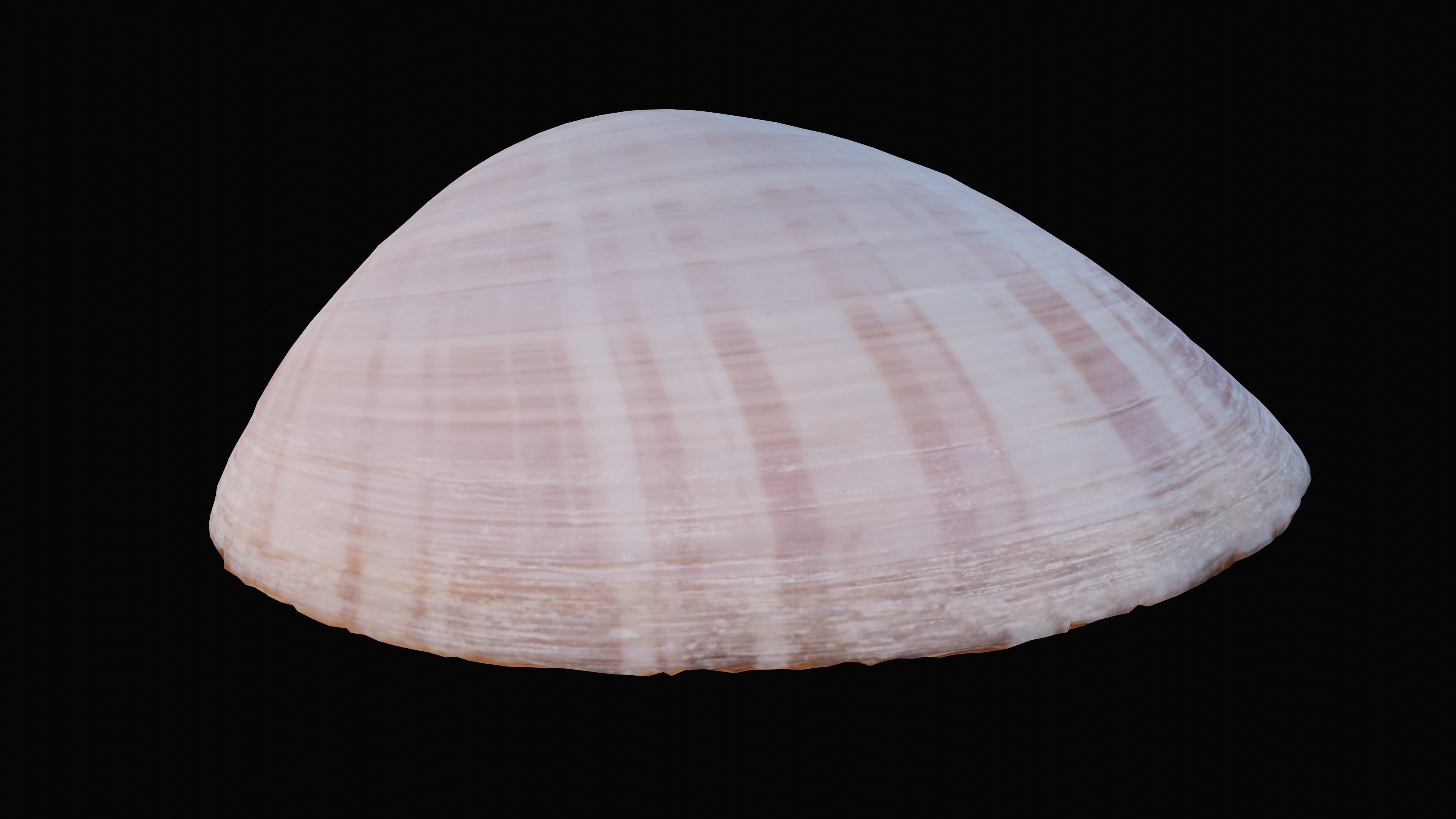 Tellin Sea Shell 3D asset | CGTrader
