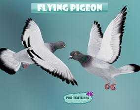 Pigeon 3D Models | CGTrader