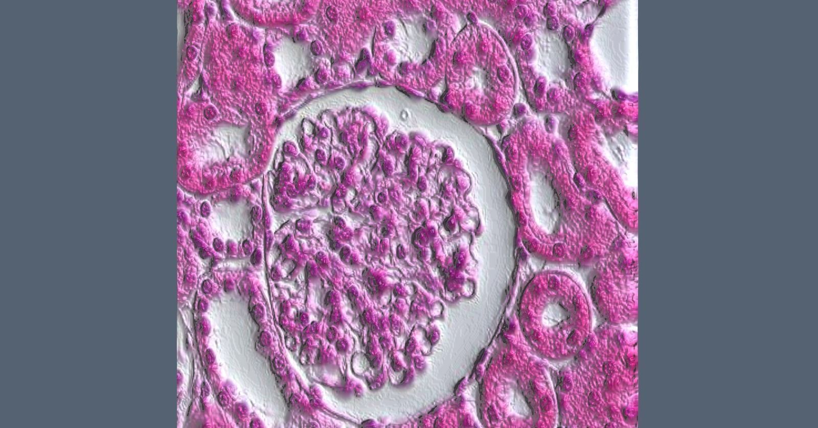 3D model Histology Glomerulus VR / AR / low-poly | CGTrader