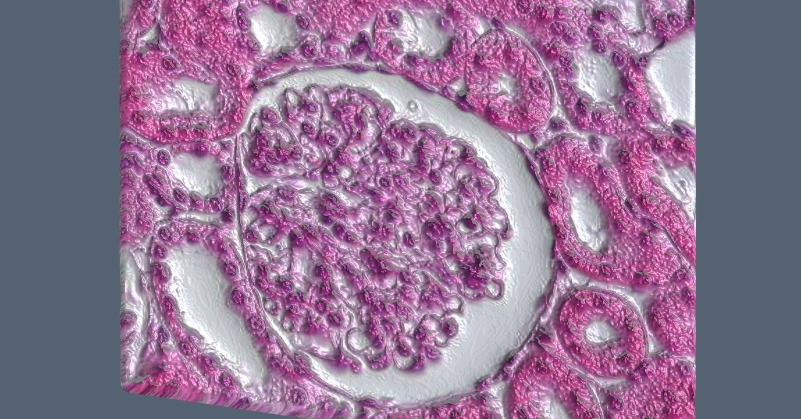 3D model Histology Glomerulus VR / AR / low-poly | CGTrader