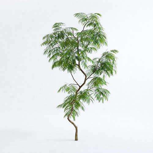 Everfresh Tree 2M - Cojoba arborea var angustifolia 3D model | CGTrader