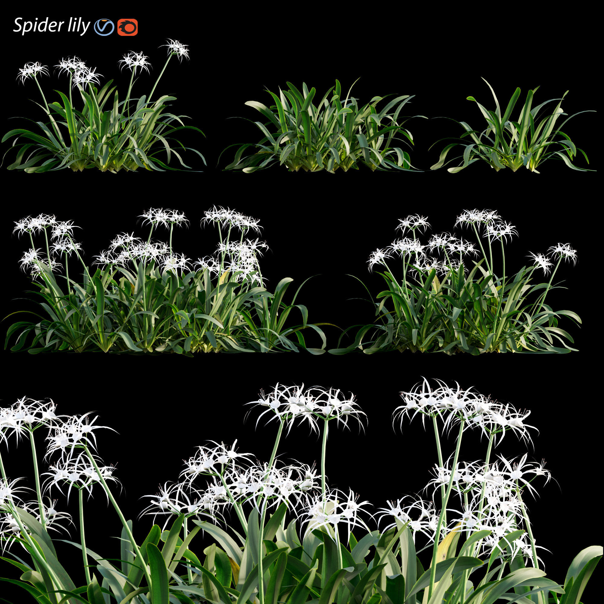 Hymenocallis americana - Spider lily 3D model | CGTrader