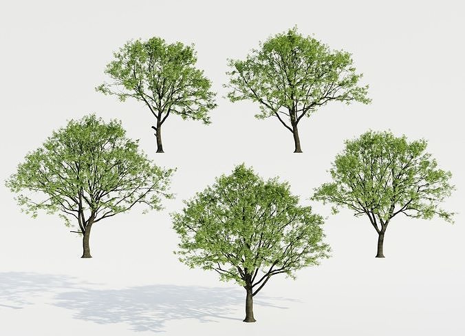 Common Trees 3D model | CGTrader