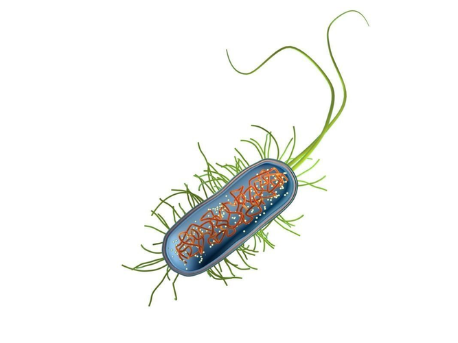 Cut through bacteria 3D model | CGTrader