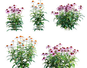 Coneflowers 3D Models | CGTrader