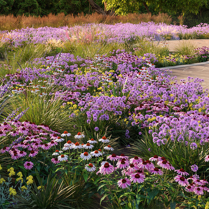 Echinacea purpurea - Coneflower 3D model | CGTrader