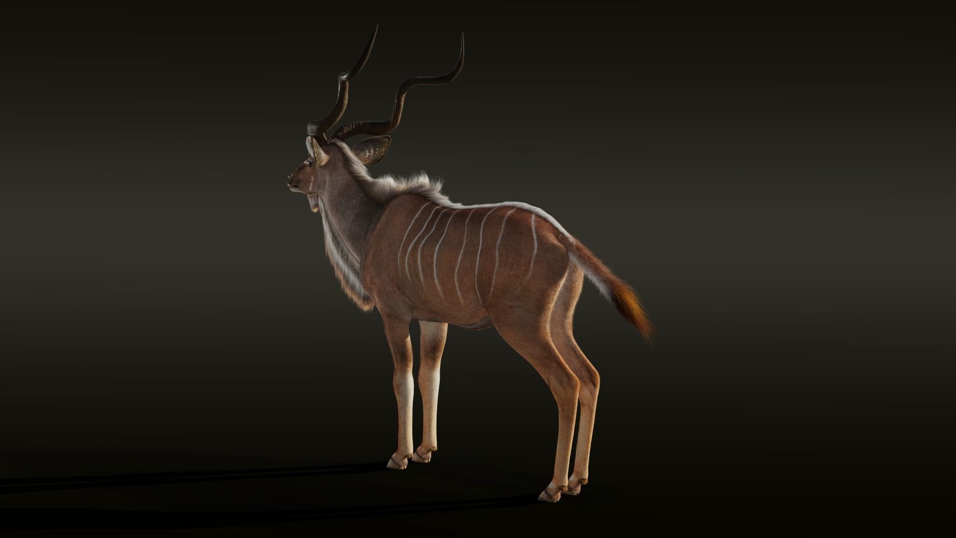 Greater Kudu Male Animated 3D model animated rigged | CGTrader