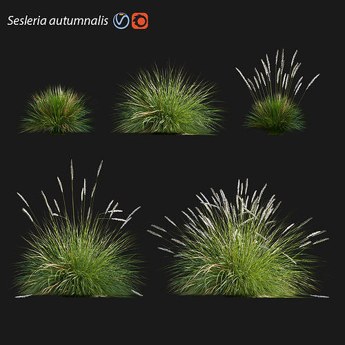 Autumn Moor Grass