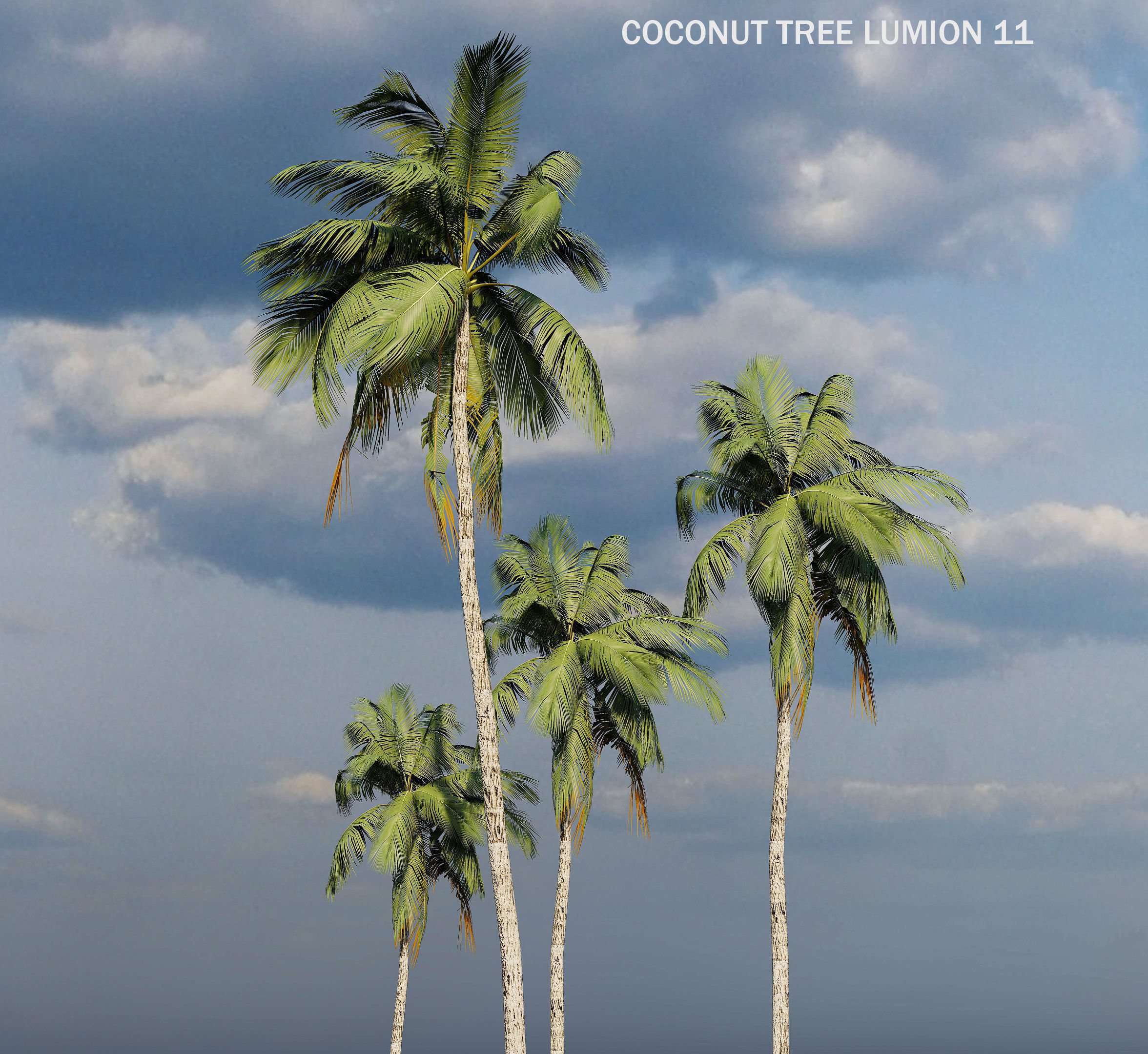 3D model REALISTIC COCONUT TREE LUMION 11 FILE VR / AR / low-poly ...