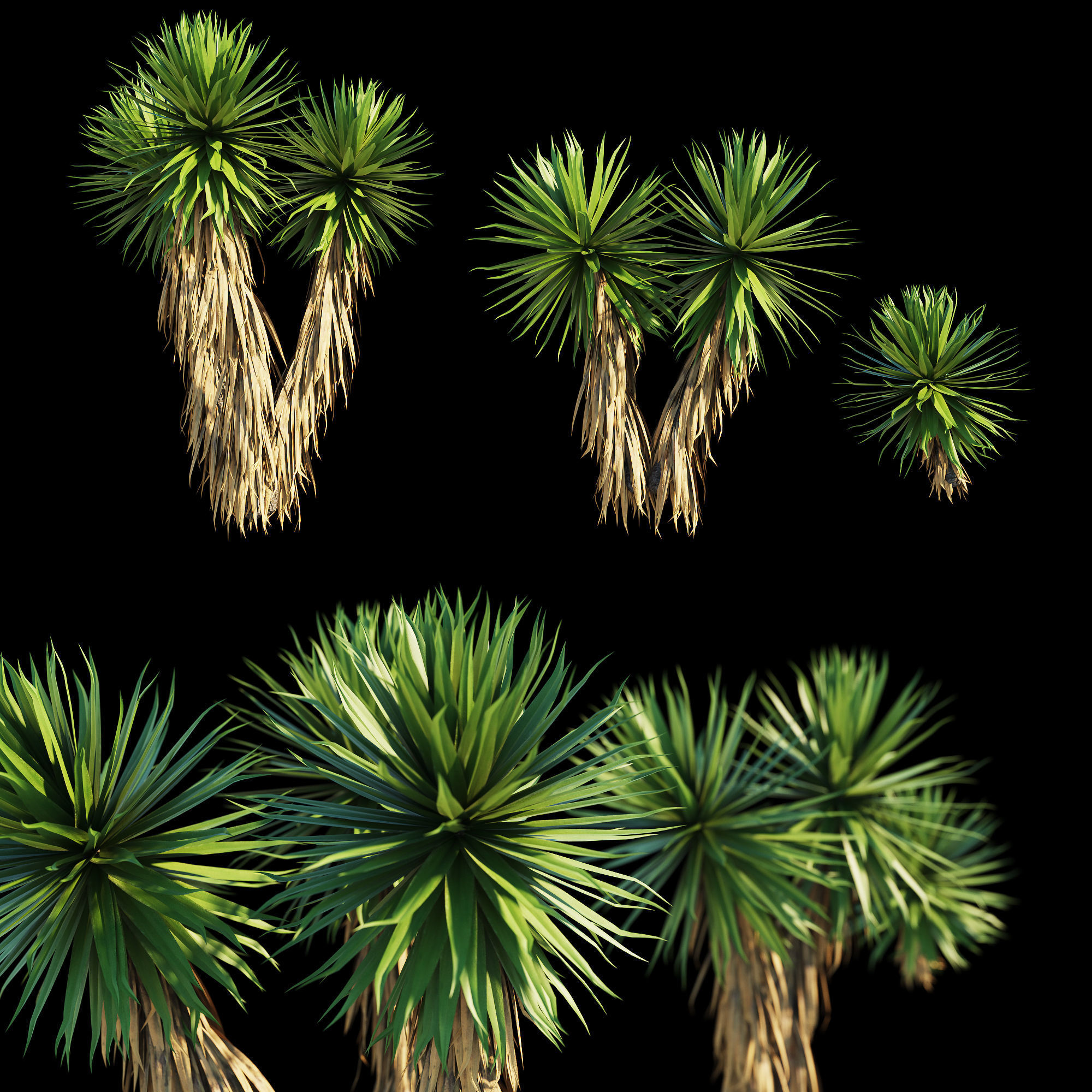3D model Yucca Plants | CGTrader