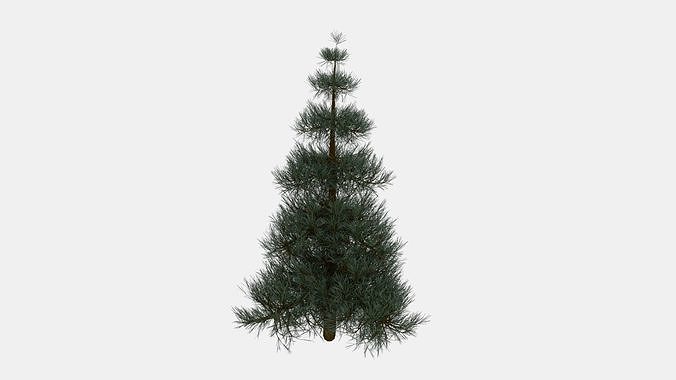 Pine Tree 3D model | CGTrader