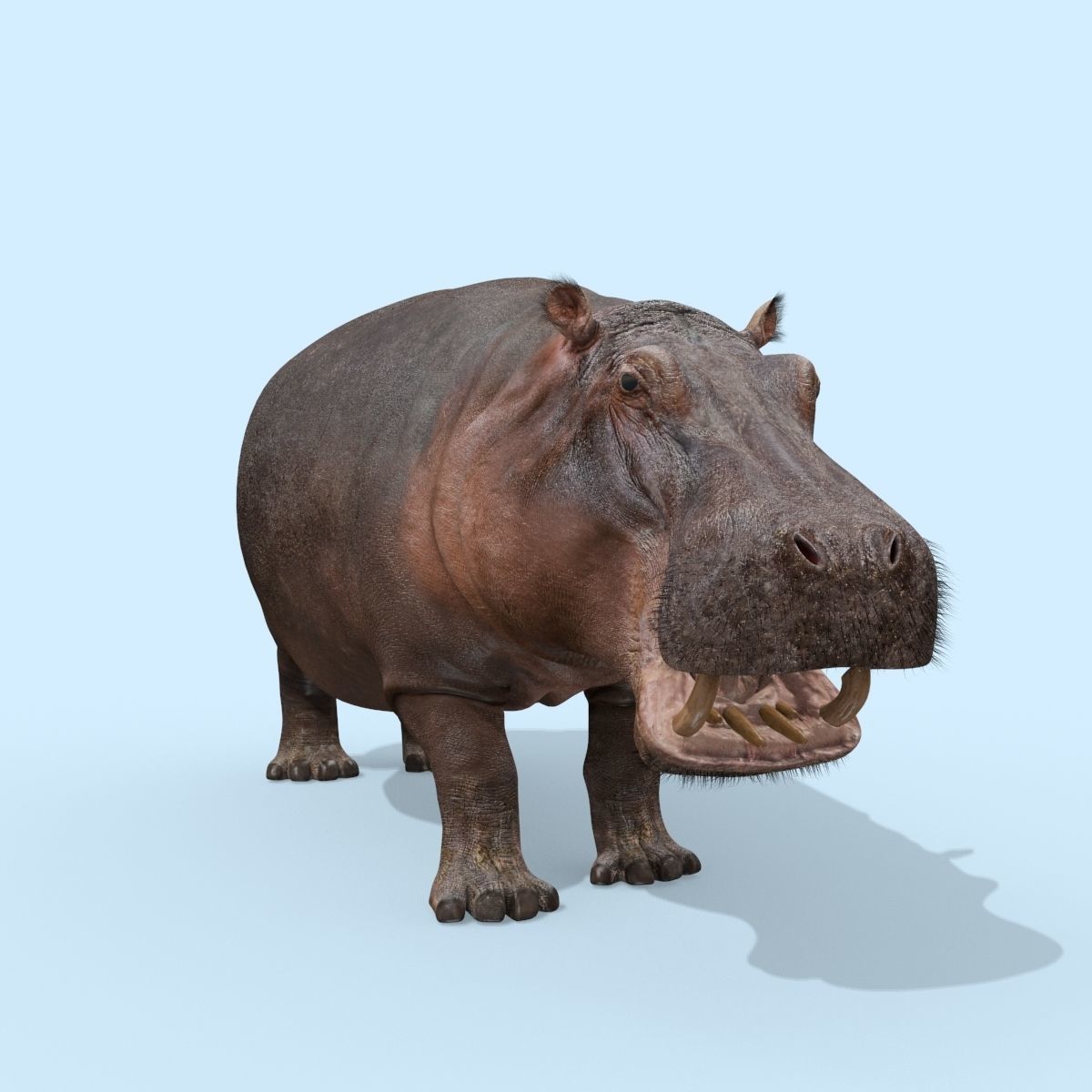 Super Hippo 8K - Animated 3D model animated rigged | CGTrader