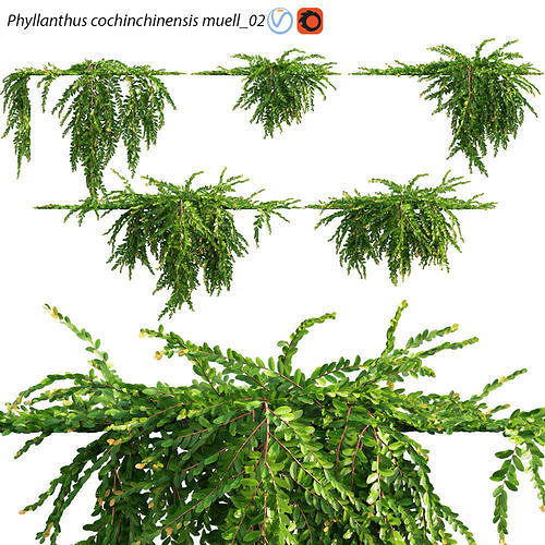 Phyllanthus cochinchinensis muell 02 3D model | CGTrader