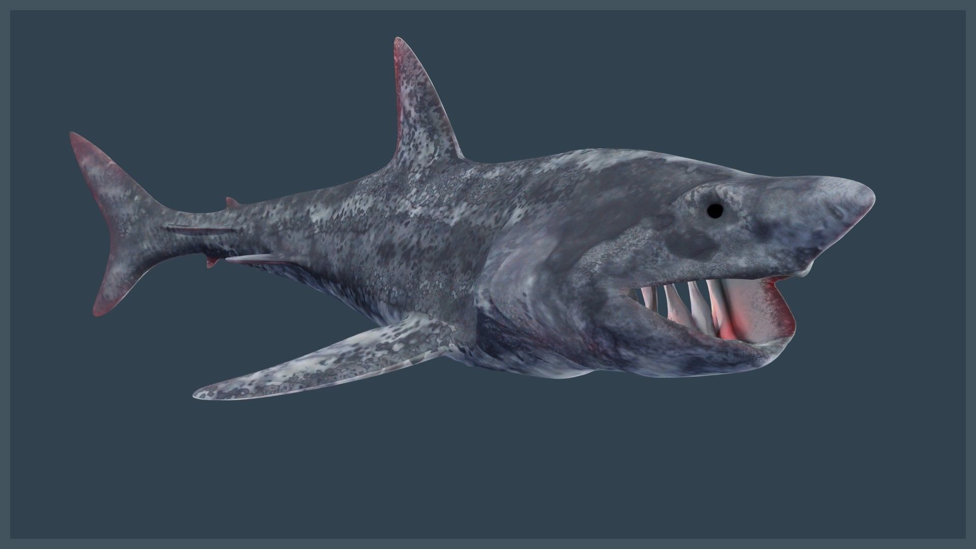 3D model Basking Shark VR / AR / low-poly rigged animated | CGTrader