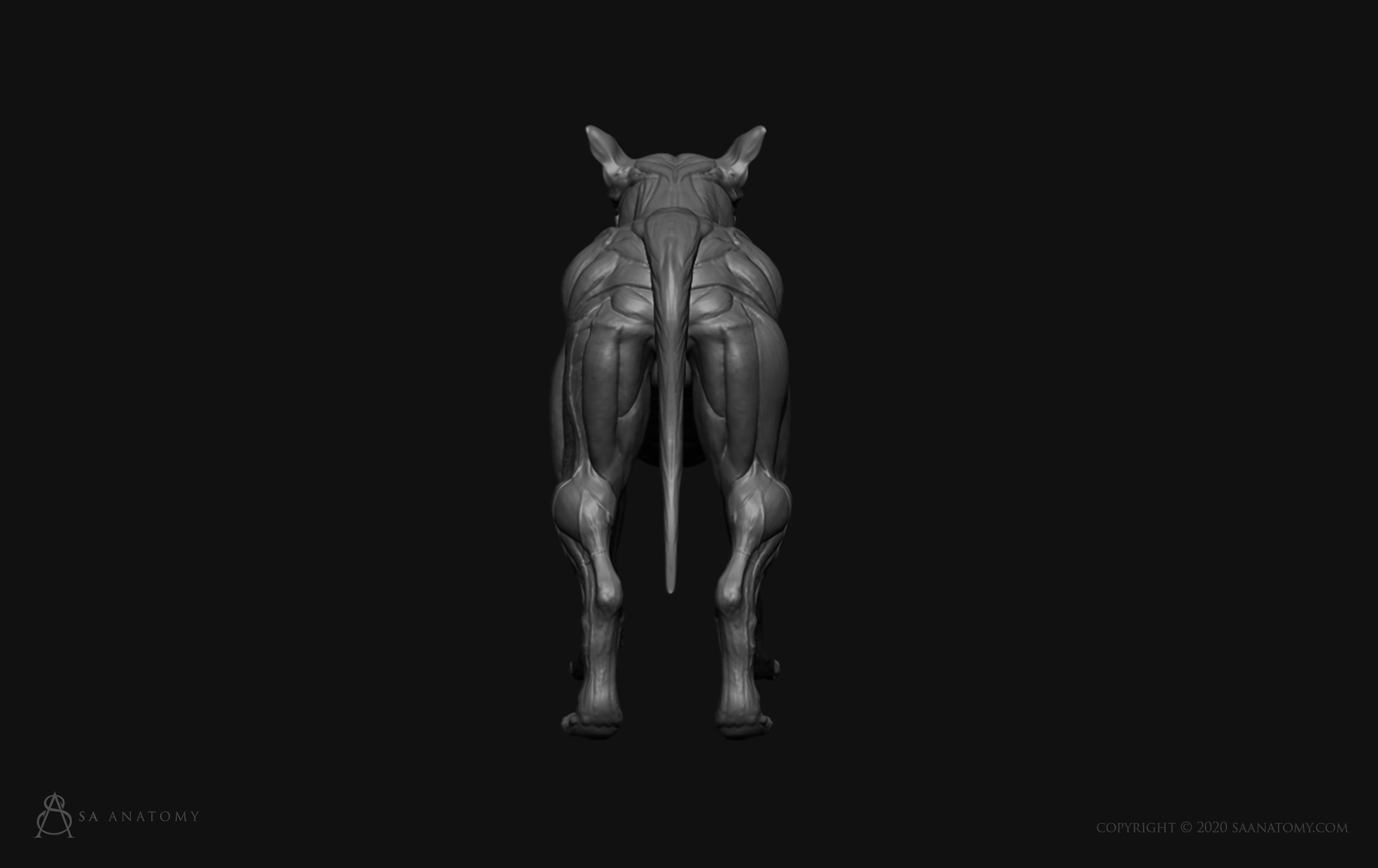 Dog-Canine Anatomy 3D model 3D printable | CGTrader