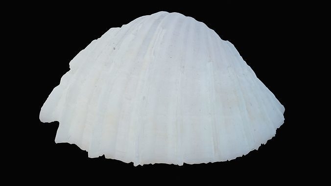 3D model Sharp Bivalve Sea Shell VR / AR / low-poly | CGTrader