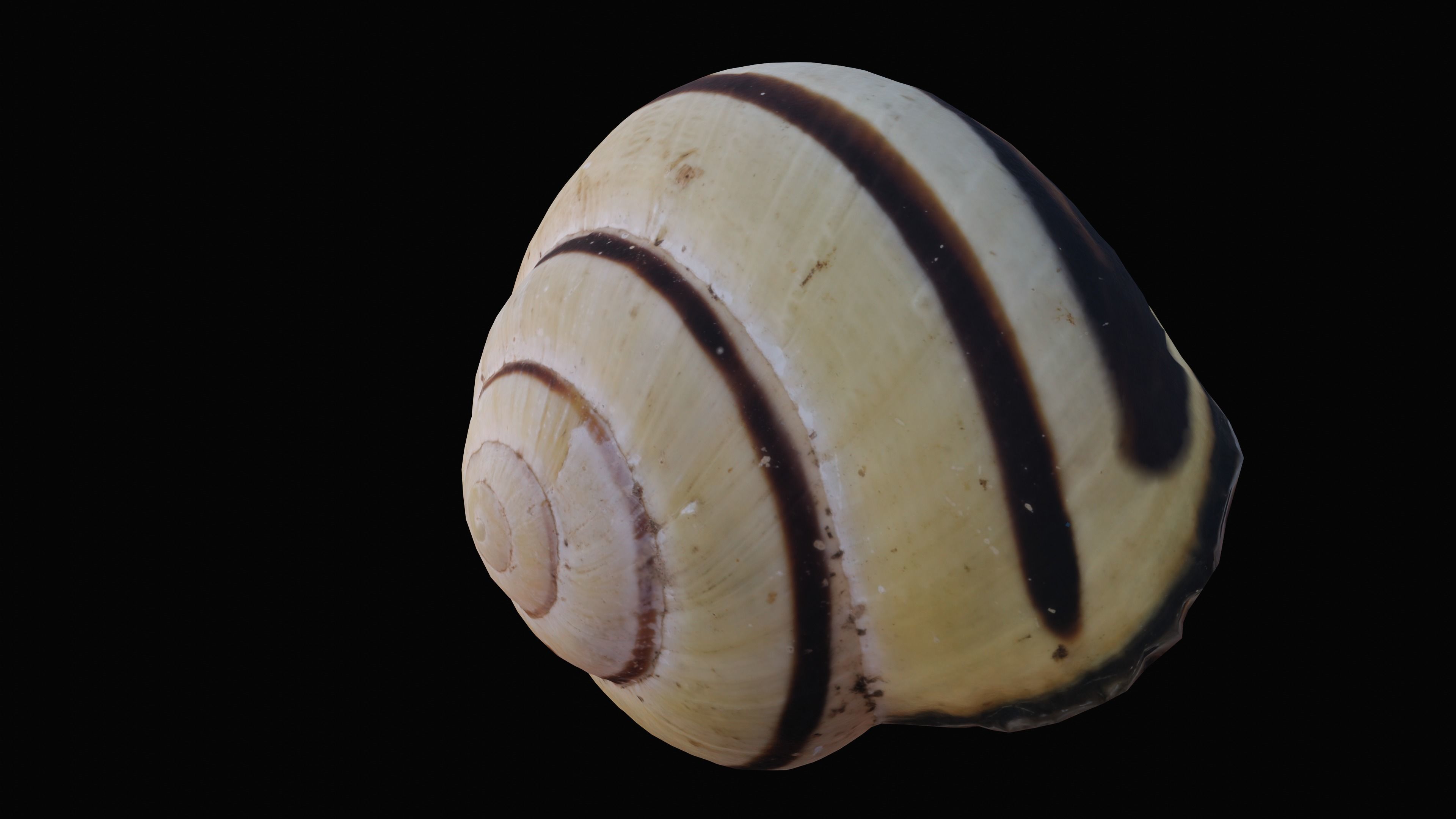 3D model Grove Band Snail Shell VR / AR / low-poly | CGTrader