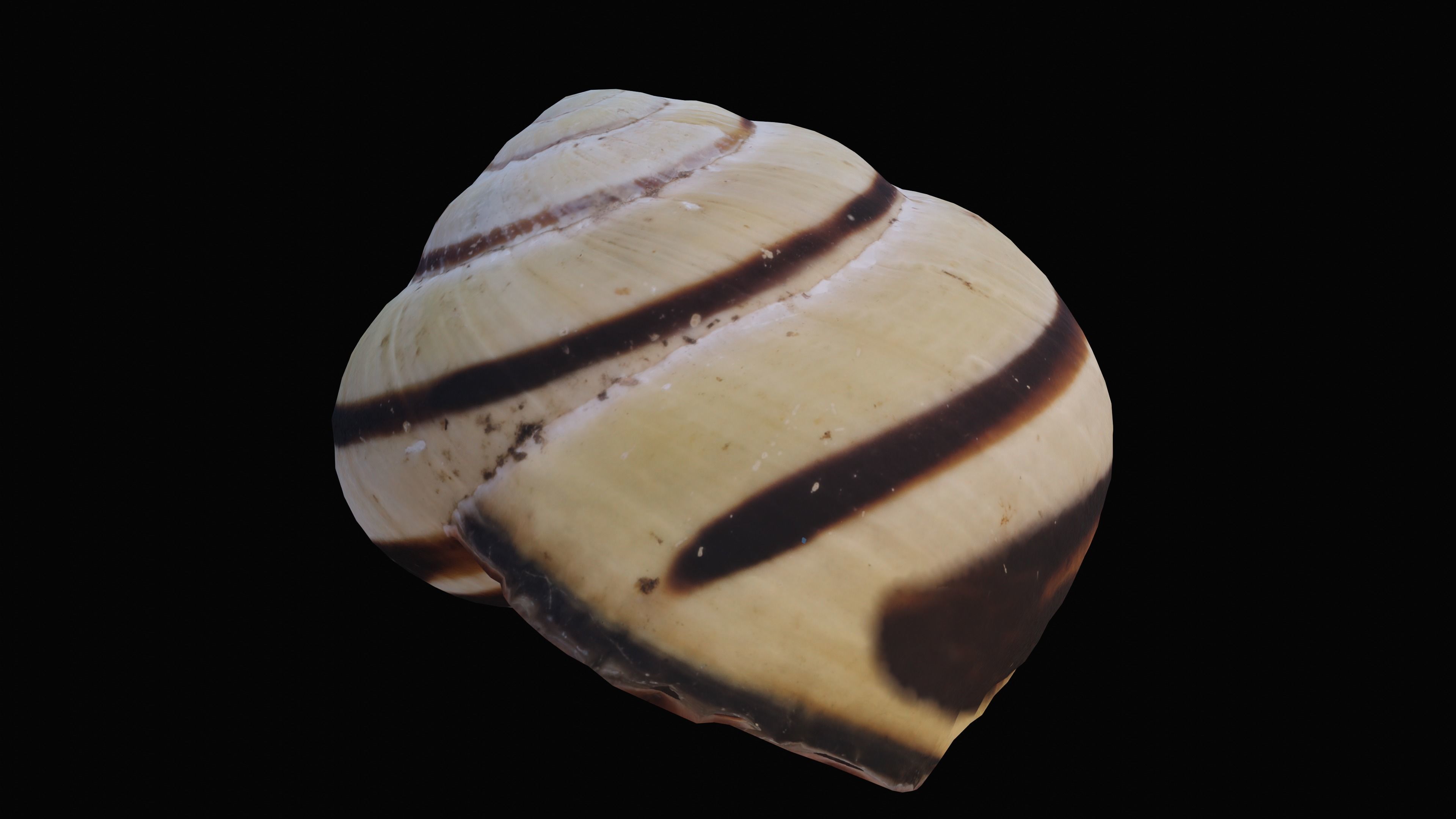 3D model Grove Band Snail Shell VR / AR / low-poly | CGTrader