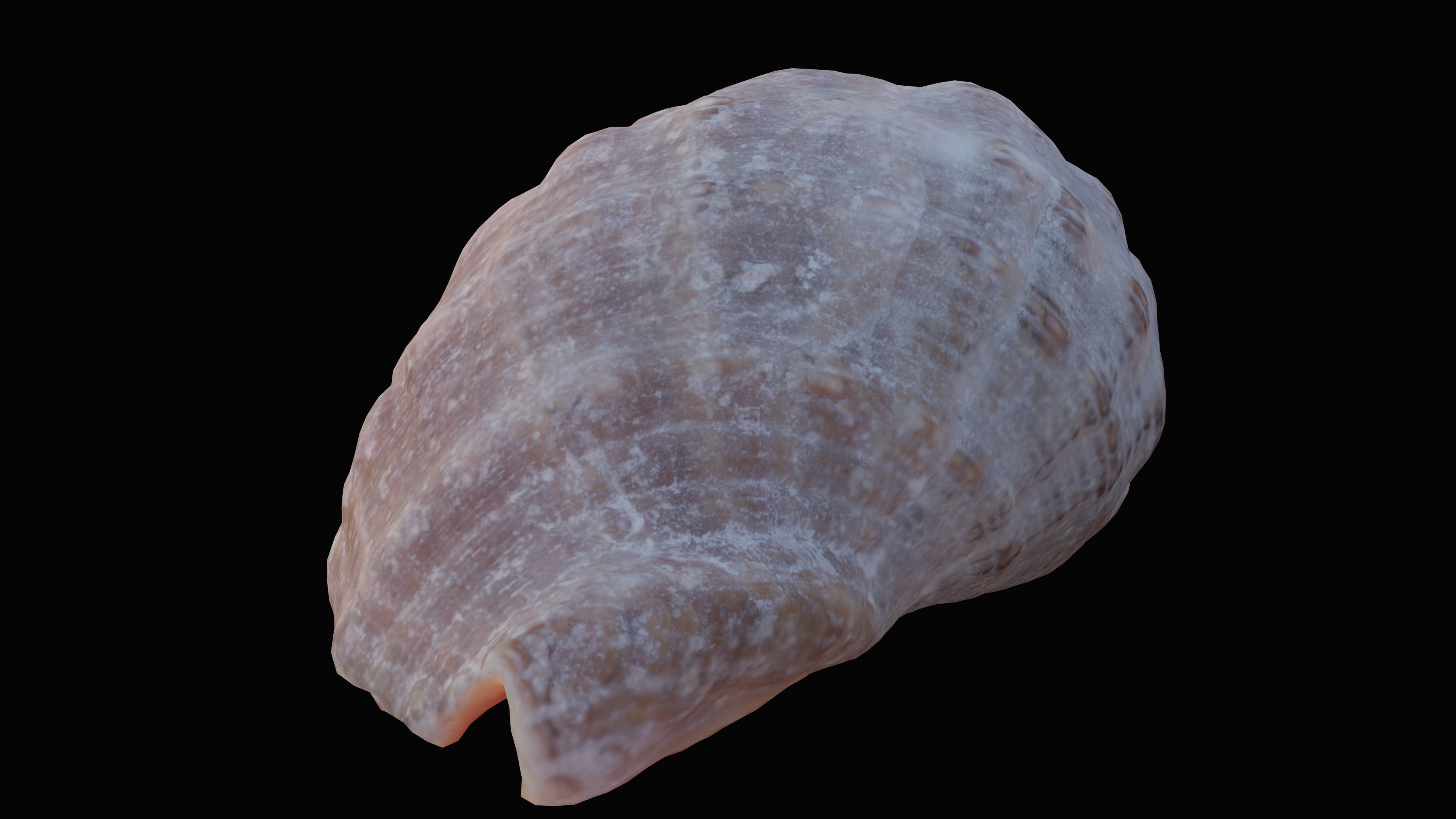 3D model Red Mouthed Rock Shell VR / AR / low-poly | CGTrader