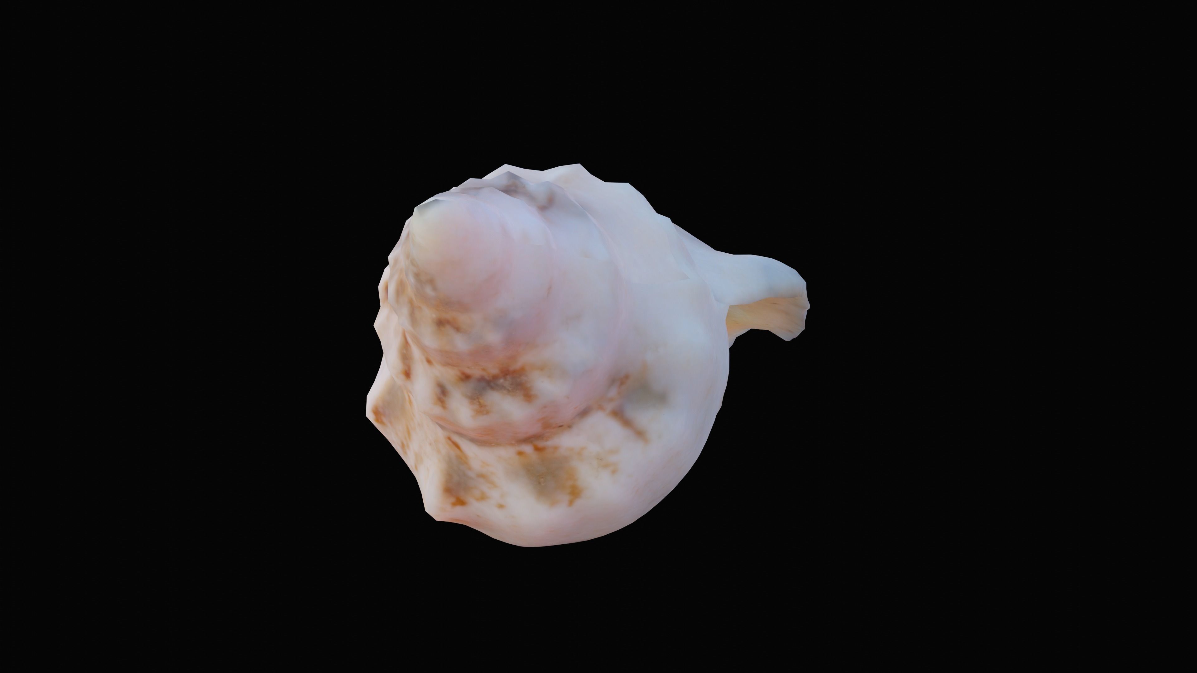 3D model Juvenile Conch Sea Shell VR / AR / low-poly | CGTrader