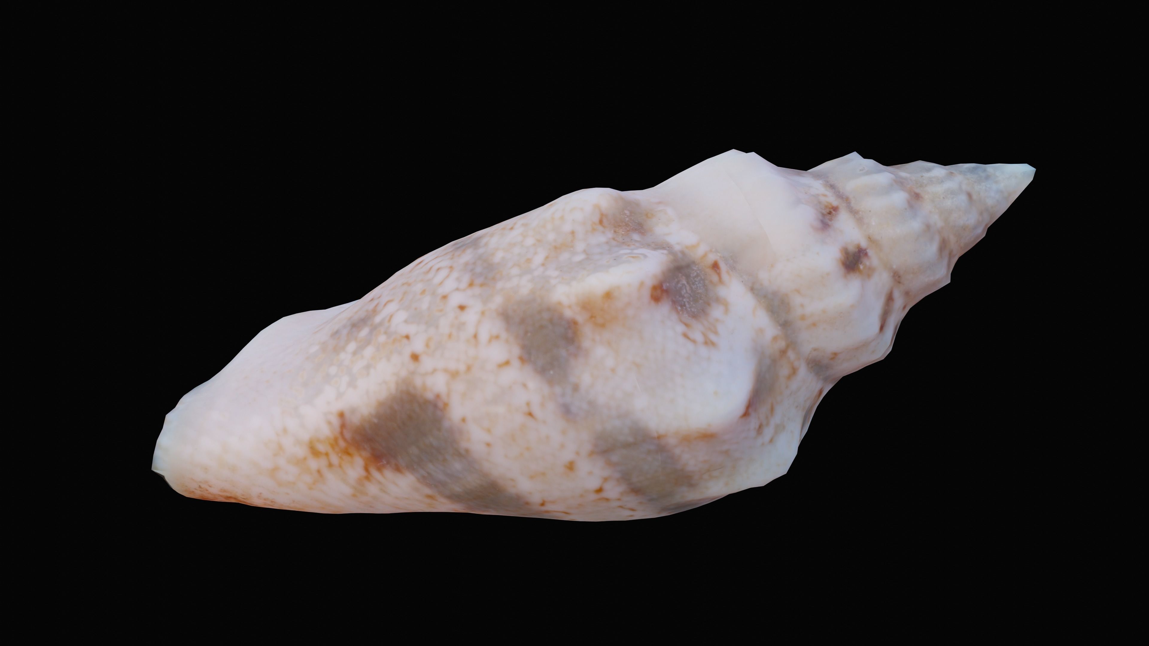 3D model Juvenile Conch Sea Shell VR / AR / low-poly | CGTrader