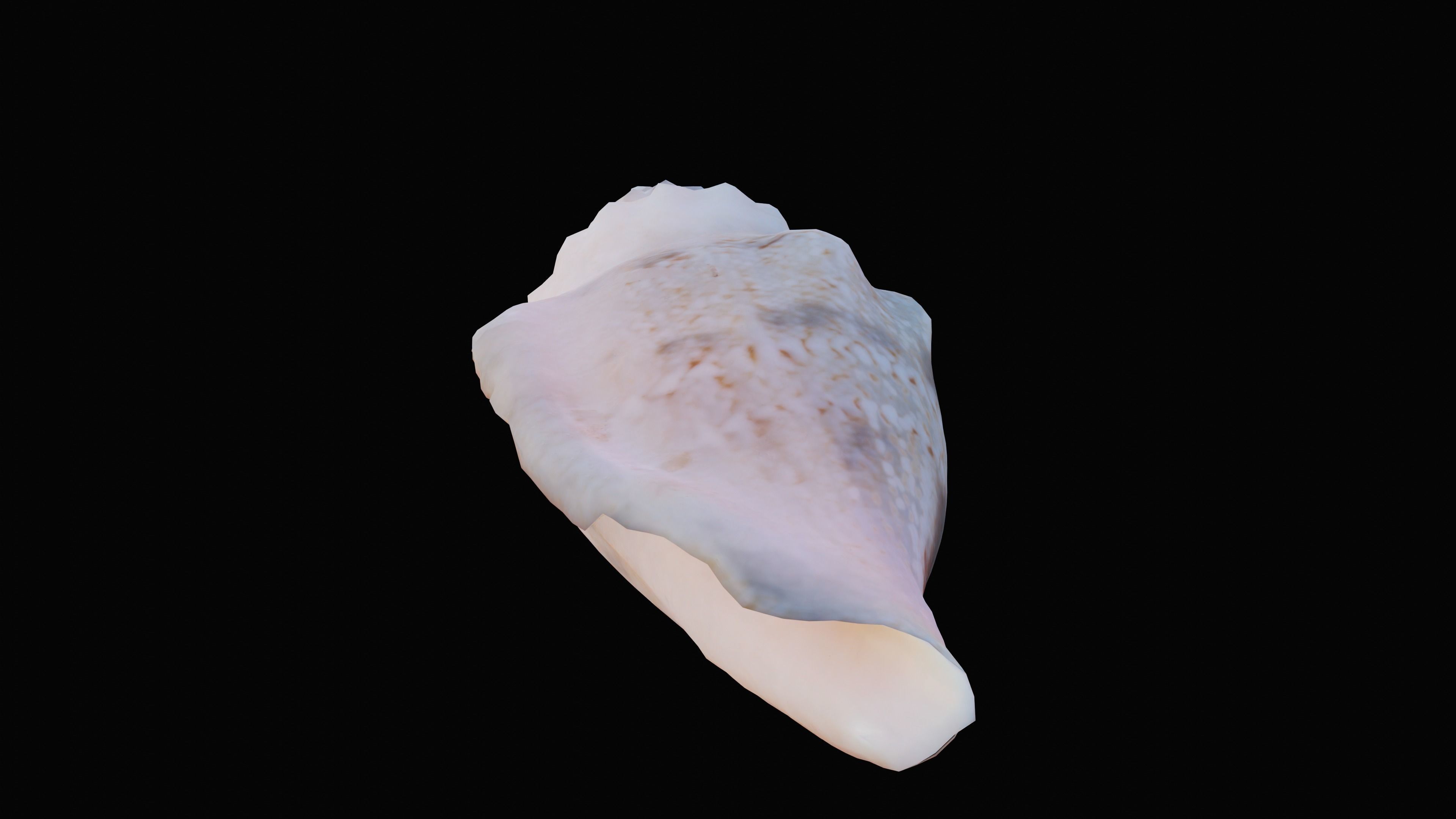 3D model Juvenile Conch Sea Shell VR / AR / low-poly | CGTrader