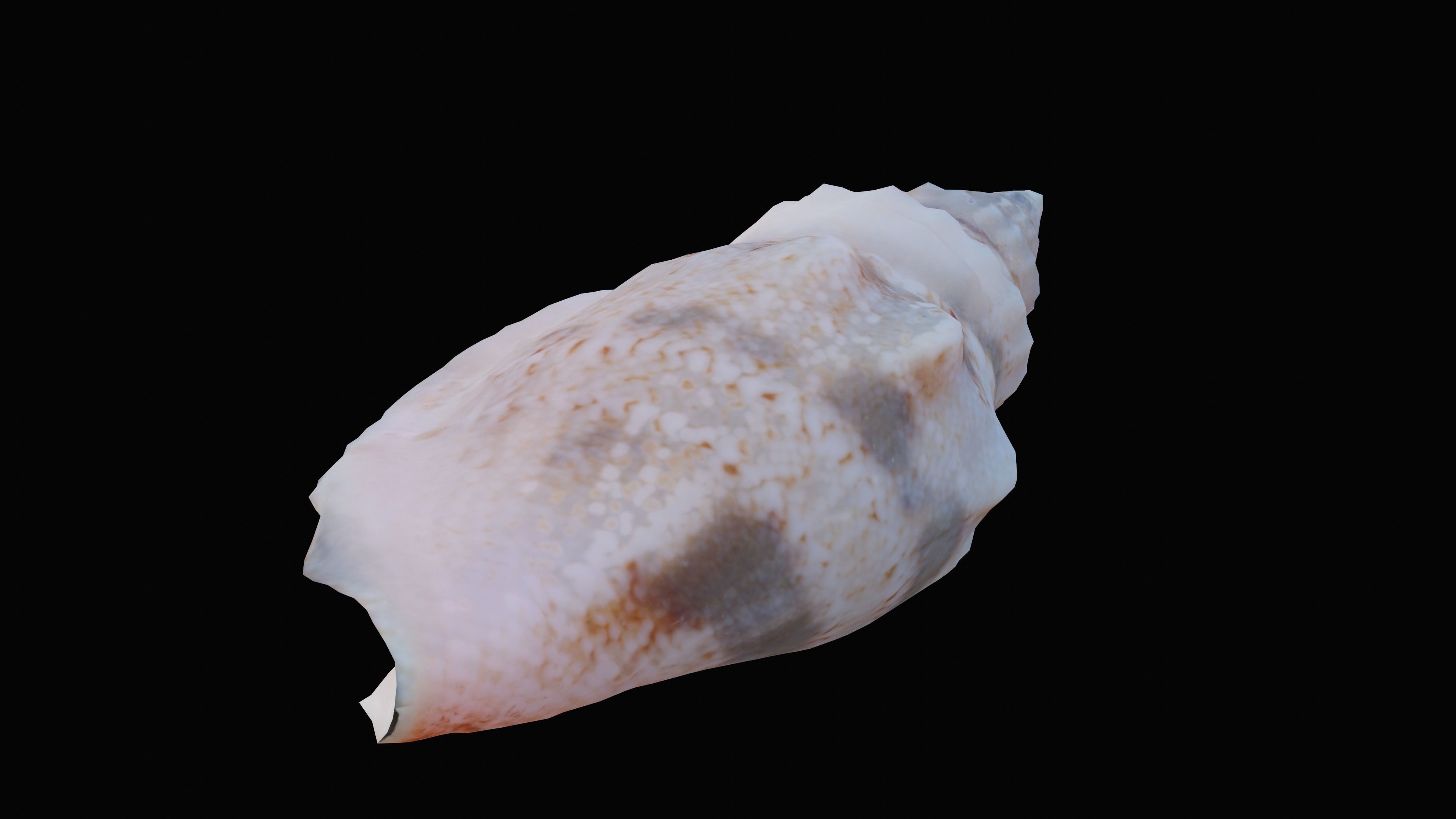 3D model Juvenile Conch Sea Shell VR / AR / low-poly | CGTrader