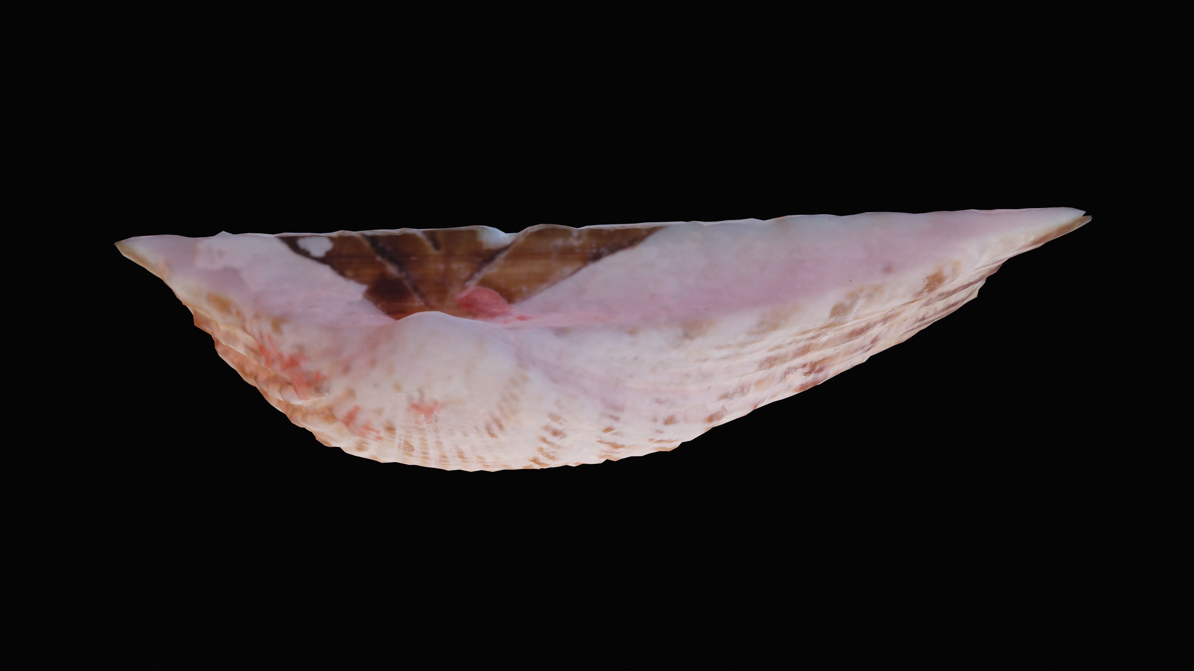 3D model Zebra Ark Sea Shell VR / AR / low-poly | CGTrader