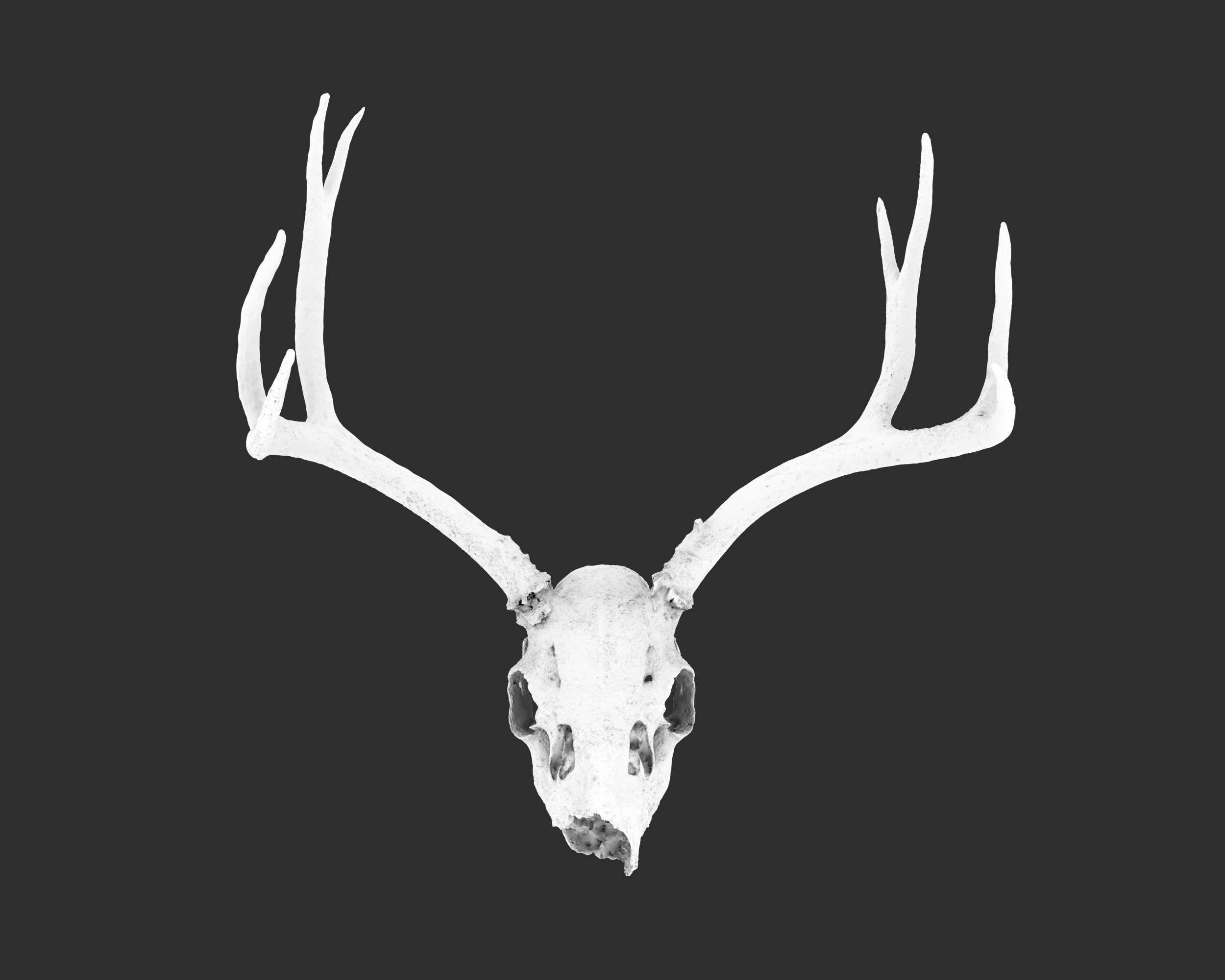 3D model Deer skull VR / AR / low-poly | CGTrader