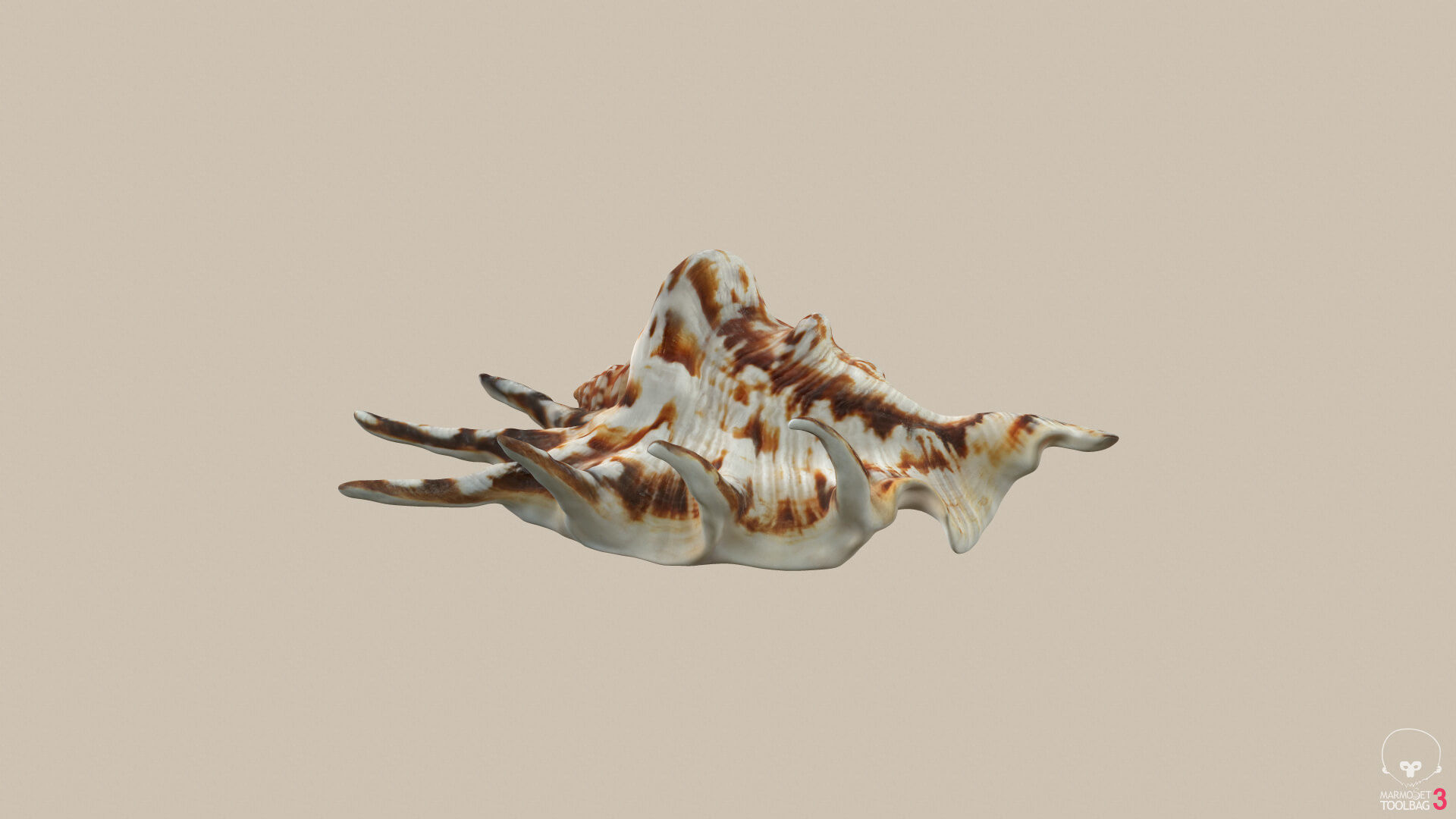 3D model Big Seashell VR / AR / low-poly | CGTrader