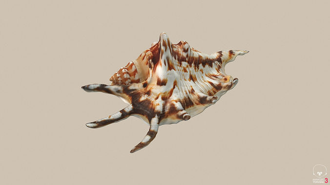 3D model Big Seashell VR / AR / low-poly | CGTrader
