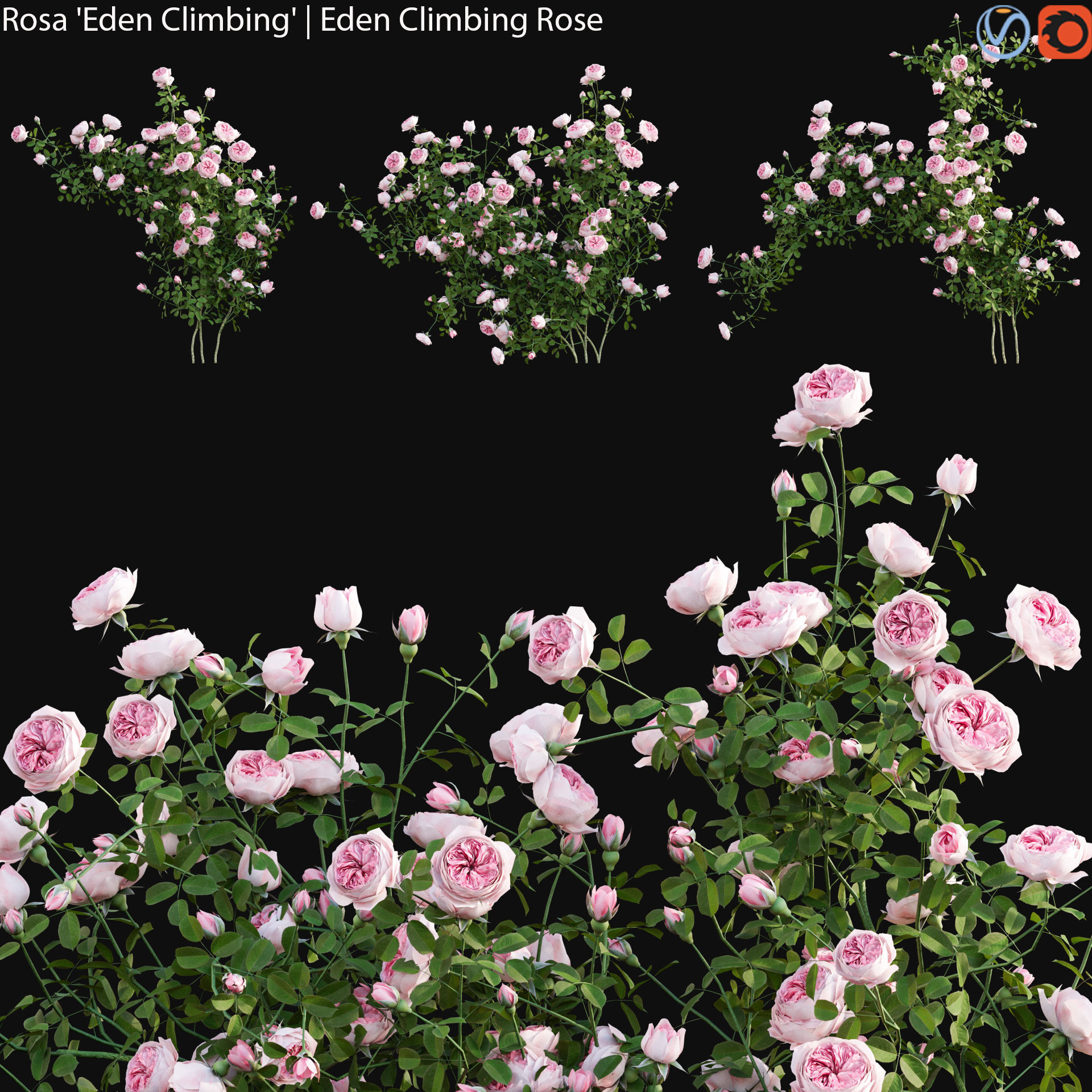 Rosa Eden Climbing - Eden Climbing Rose 01 3D model | CGTrader
