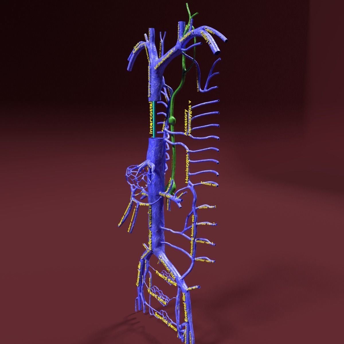 Venous System Thorax Abdominal Vein Labelled 3d Model Cgtrader