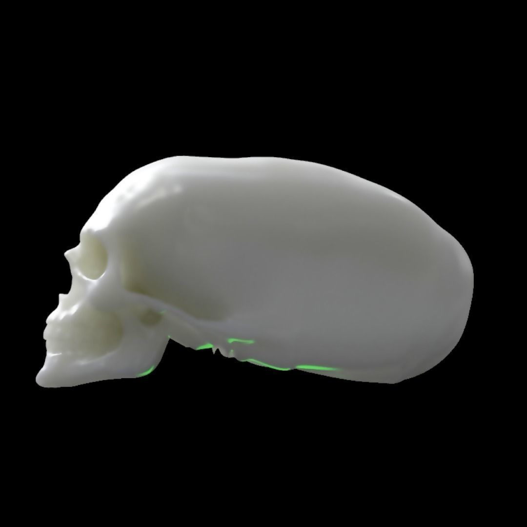 Elongated skull 3D model 3D printable | CGTrader