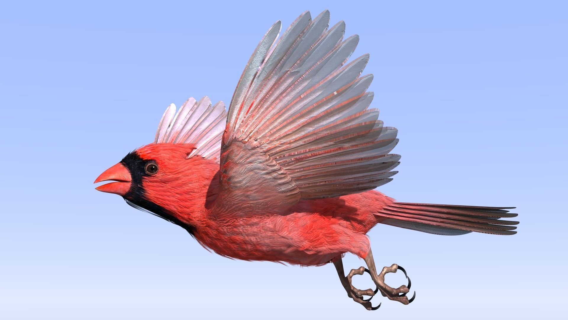 3D model Northern Cardinal - rigged - animated VR / AR / low-poly ...