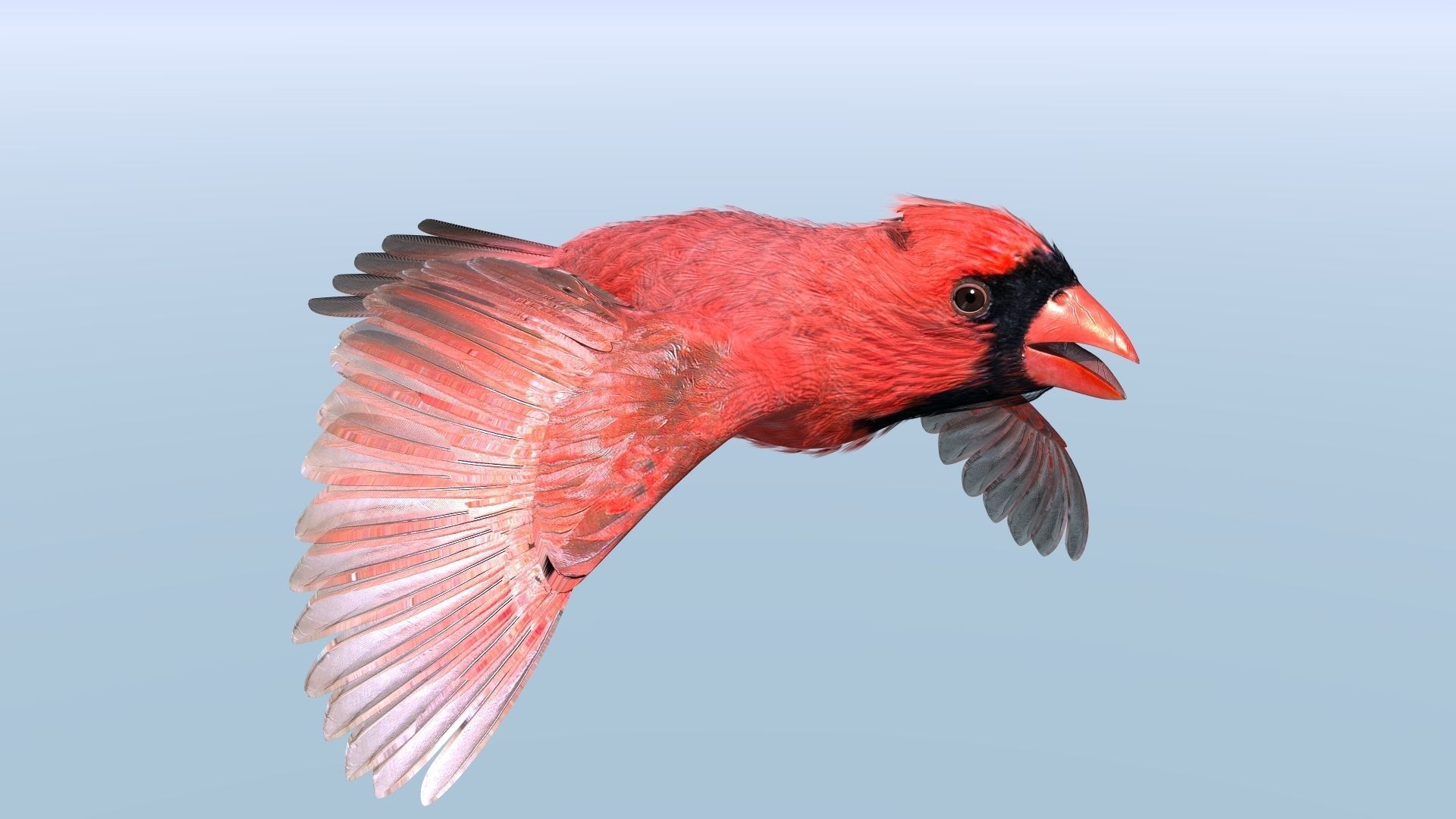 3D model Northern Cardinal - rigged - animated VR / AR / low-poly ...