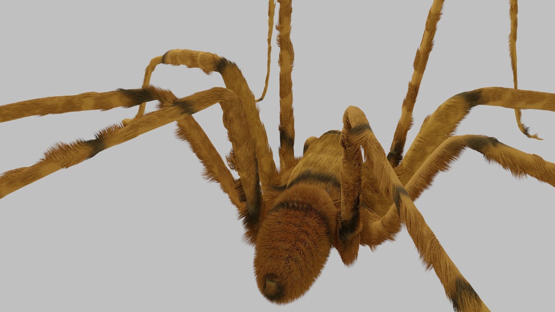3D model the gigant spider VR / AR / low-poly | CGTrader