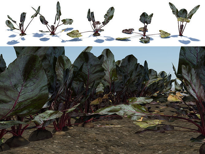 3D model Beet vegetable crop plant VR / AR / low-poly | CGTrader
