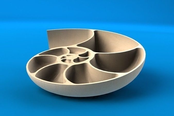 Nautilus Shell Spiral 3D model | CGTrader