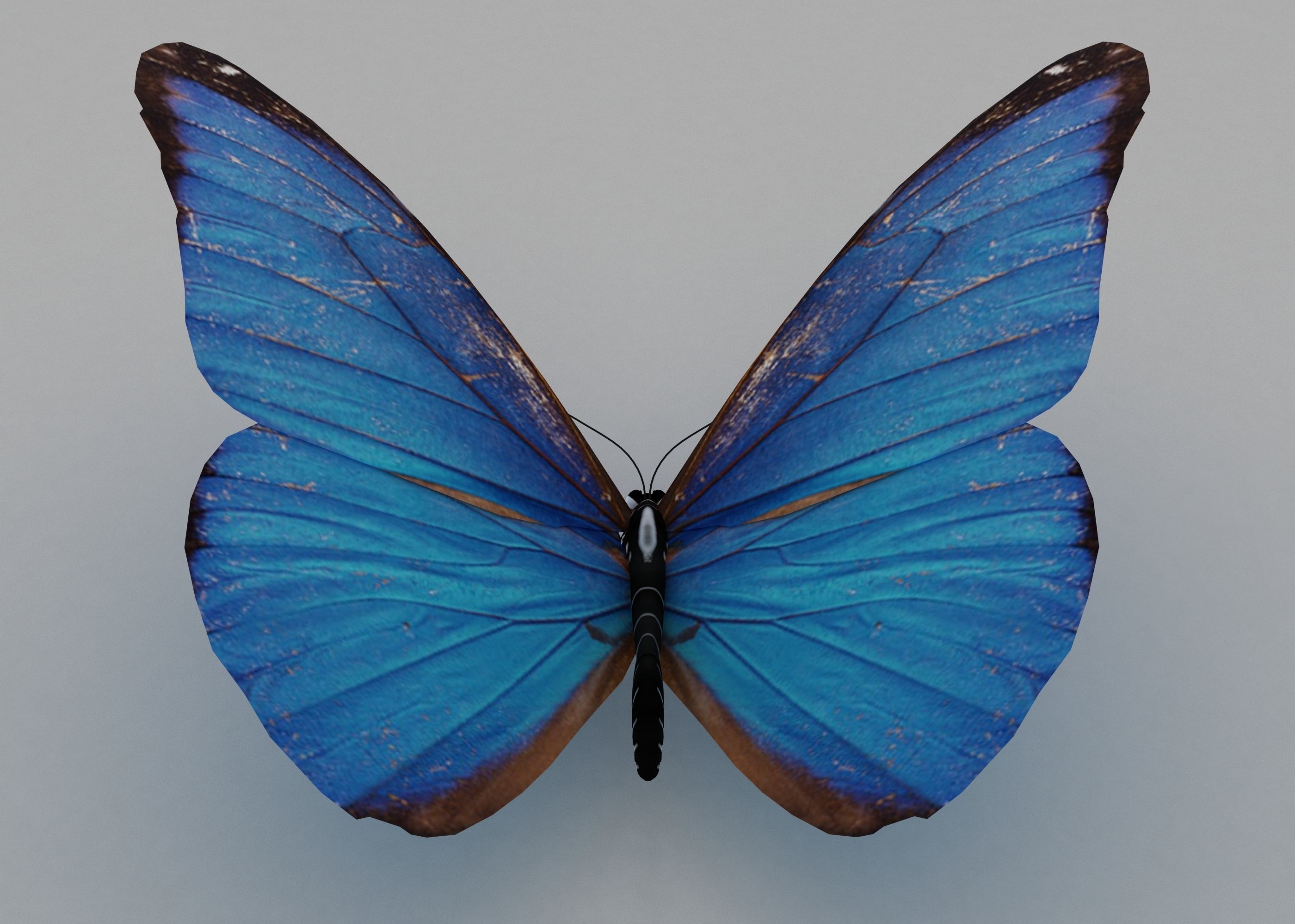 butterfly poly 3D model | CGTrader