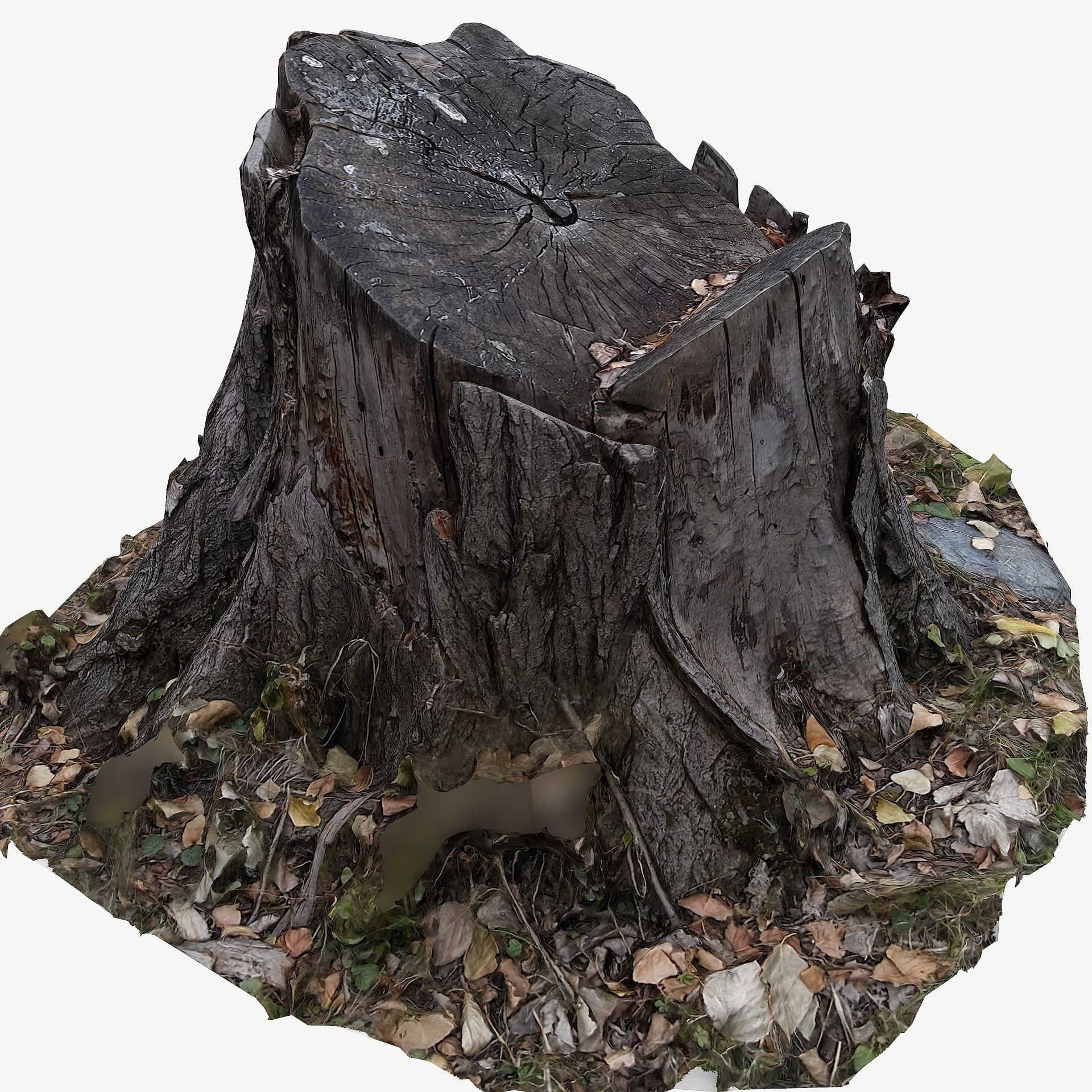 3D model 3D Scan BPR Tree Stump Collection model VR / AR / low-poly ...