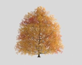 Animated Tree 3D Models | CGTrader
