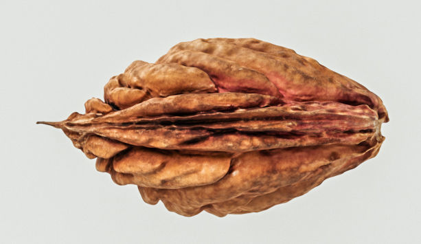 Peach Pit 001 3D model | CGTrader