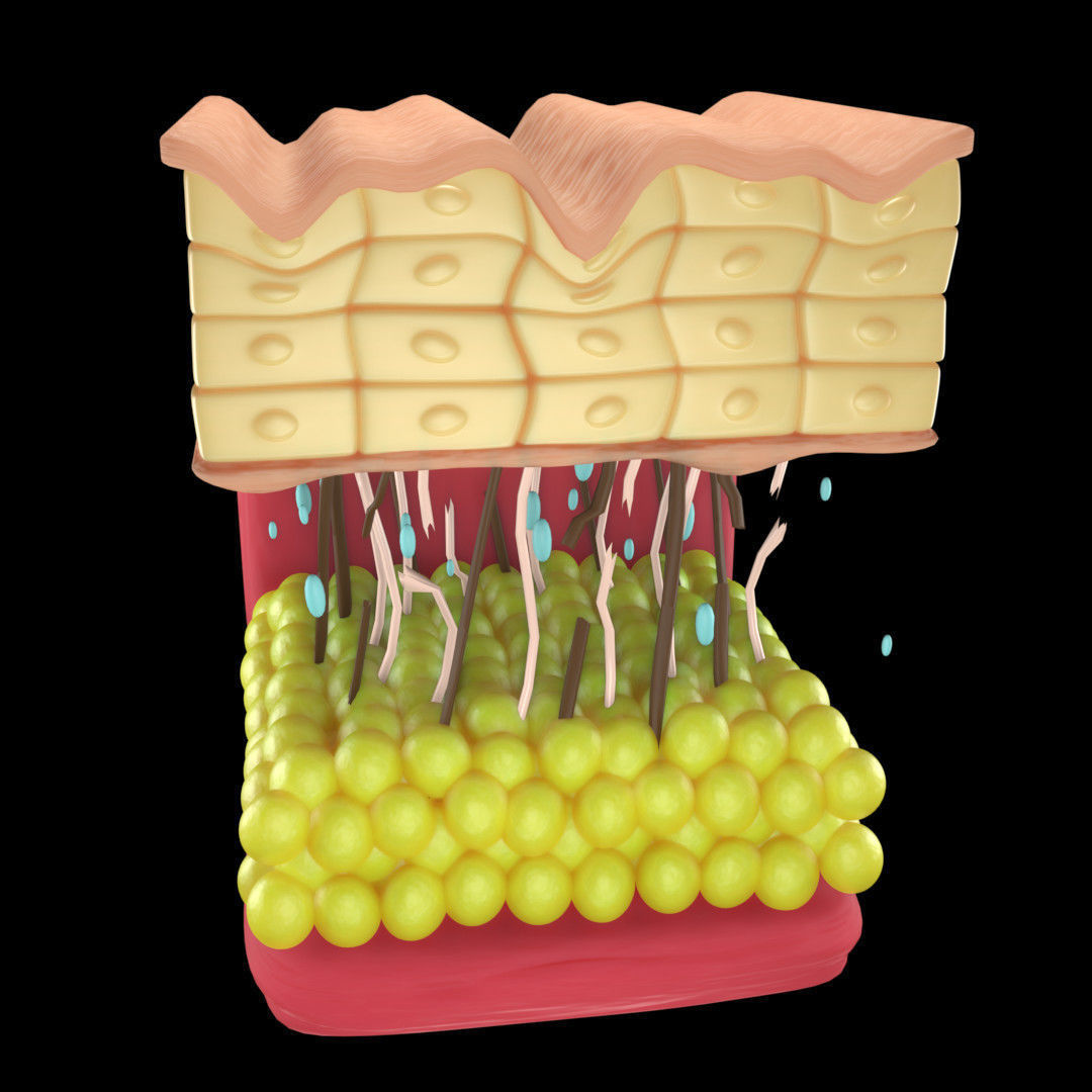 skin grows old animated 3D model animated | CGTrader