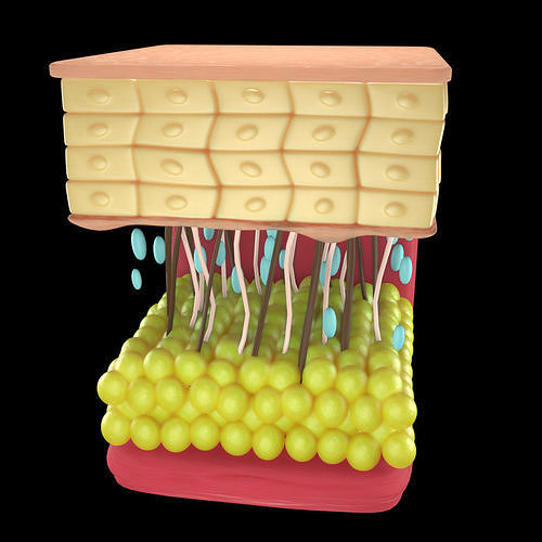 skin grows old animated 3D model animated | CGTrader